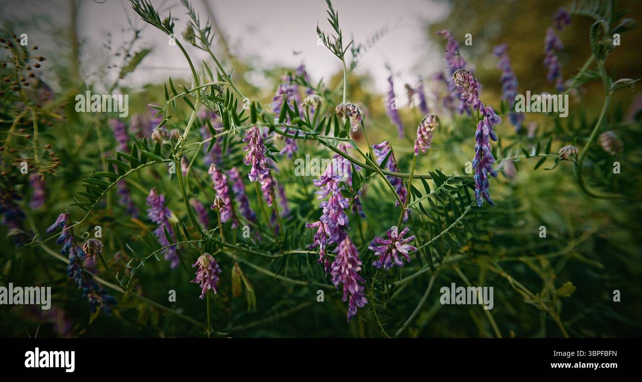 Vicia cracca - tufted vetch, cow vetch, bird vetch, blue vetch, boreal ...
