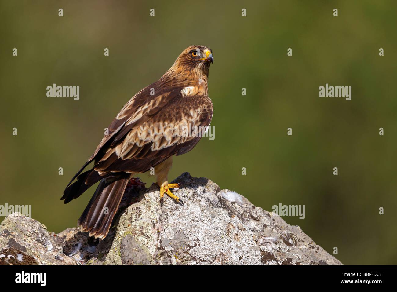 Booted Eagle, Hieraaetus pennatu, eagle, bird of prey, family of ...