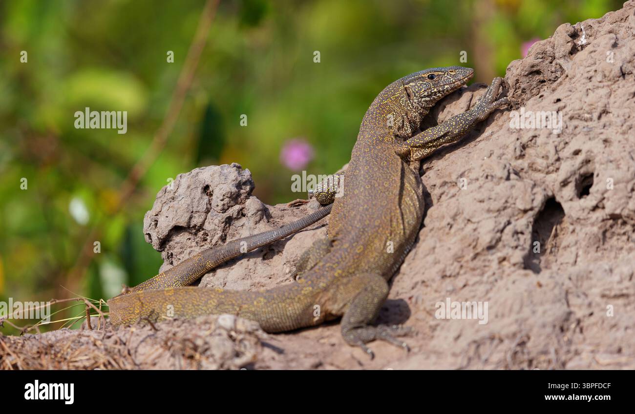 Nile monitor lizard, Varanus niloticus, animal, animals, reptile ...