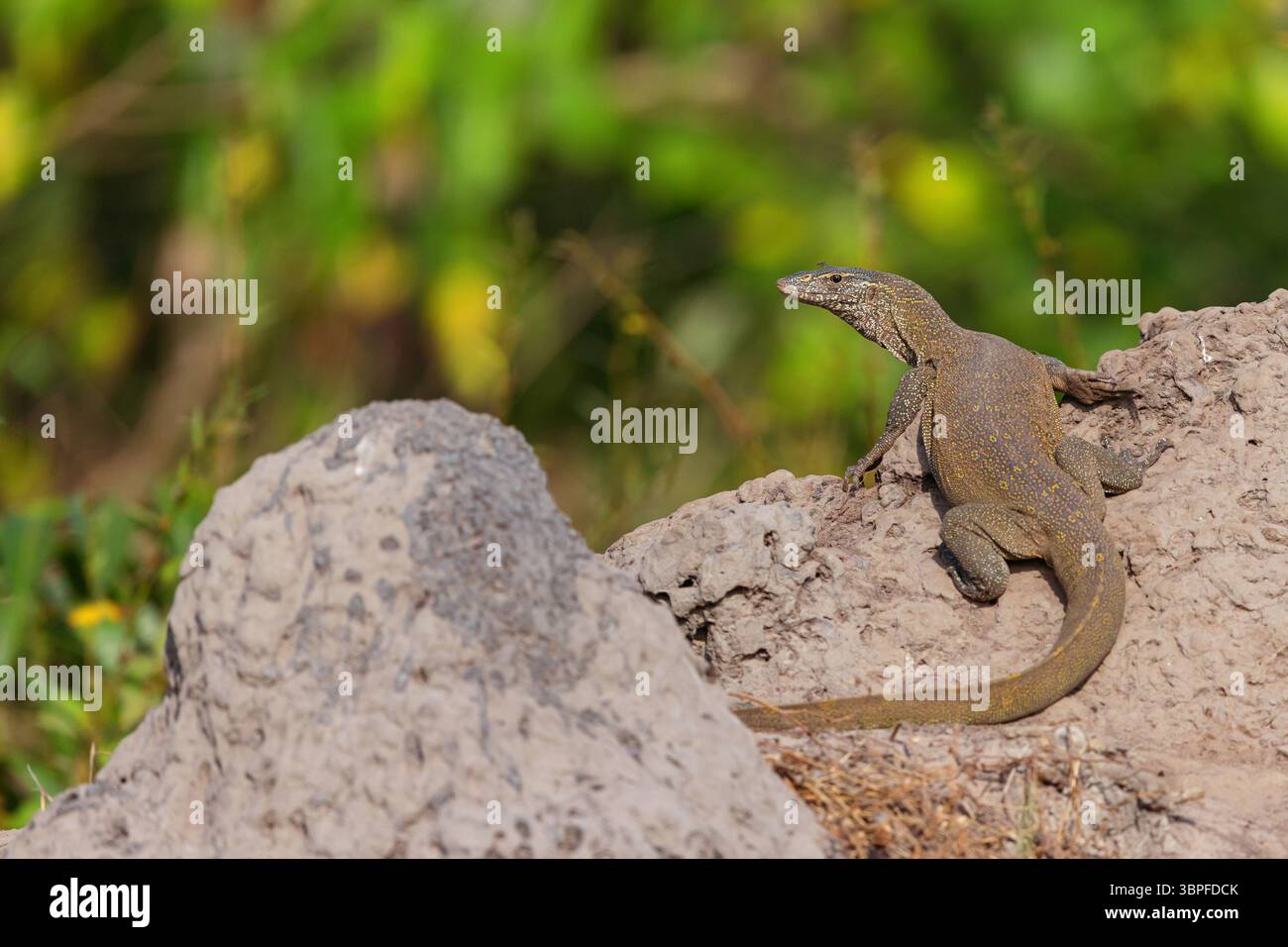 Nile monitor lizard, Varanus niloticus, animal, animals, reptile ...