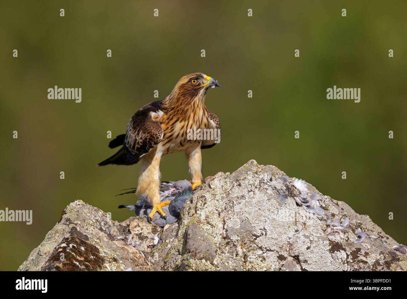 Booted Eagle, Hieraaetus pennatu, eagle, bird of prey, family of ...
