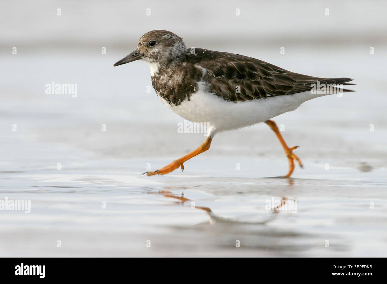 Turnstone, Arenaria interpres, animals, birds, family of snipe birds ...