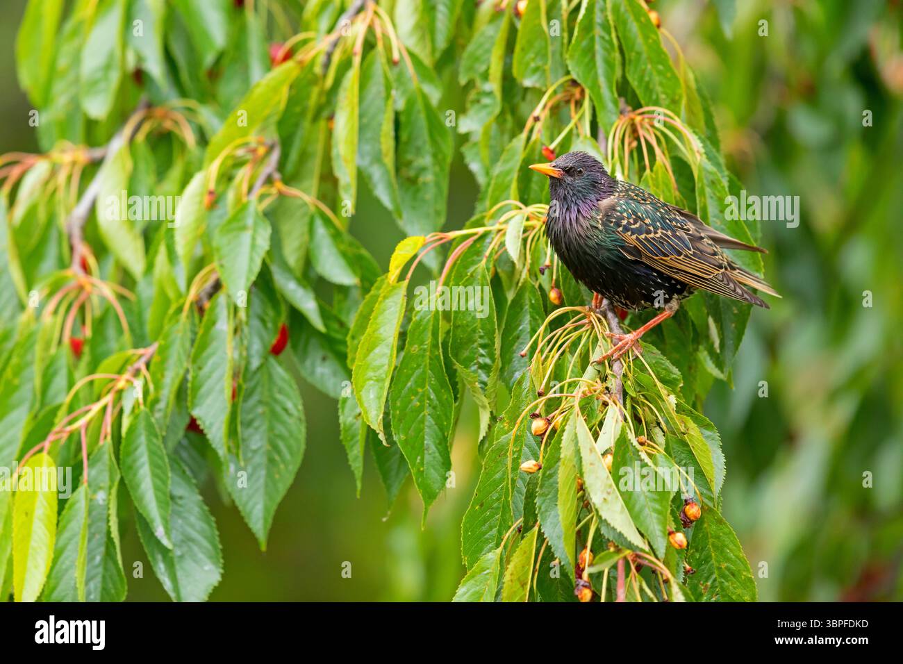 Starling, Sturnus vulgaris, male, biotope, habitat, tree, foraging ...