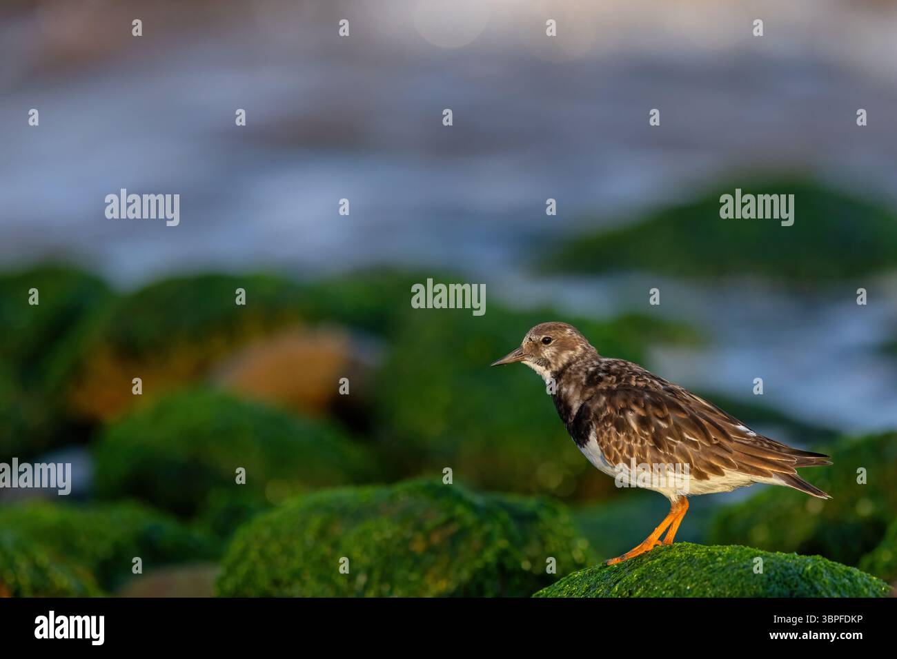 Turnstone, Arenaria interpres, animals, birds, family of snipe birds ...