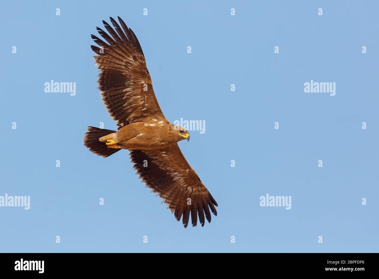 Steppe eagle, Aquila nipalensis, animals, birds, bird of prey, flight ...
