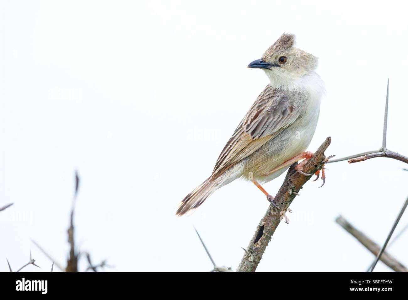 Streaked Cisticola, Streaked Cisticola, Cisticola natalensis, animals ...