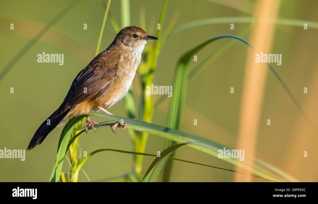 Marsh Bush Warbler, Bradyperus baboecala, African Bush-Warbler, Little ...