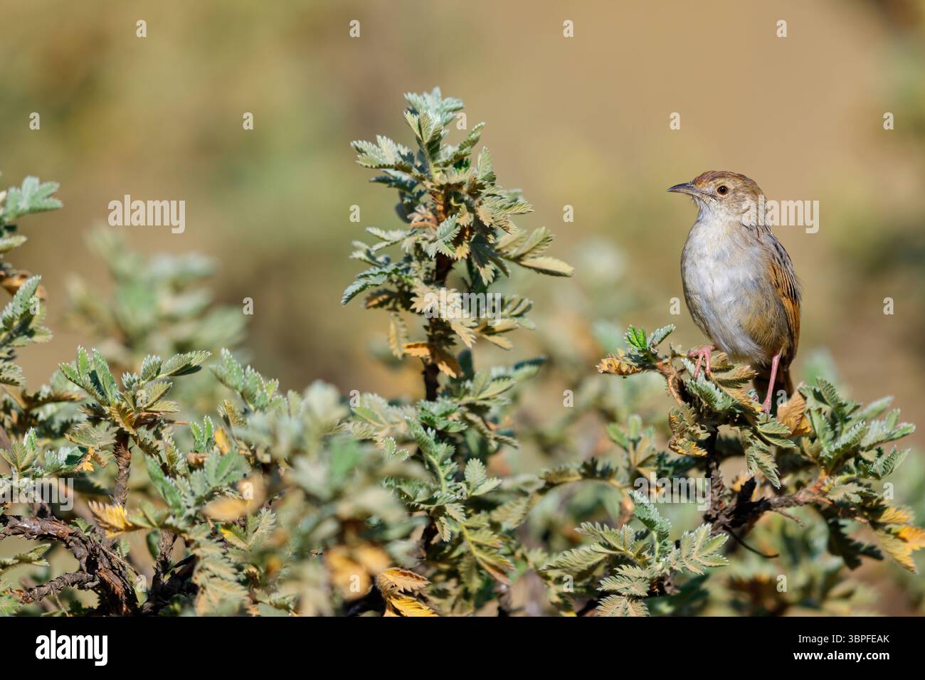Cisticole plaintive hi-res stock photography and images - Alamy