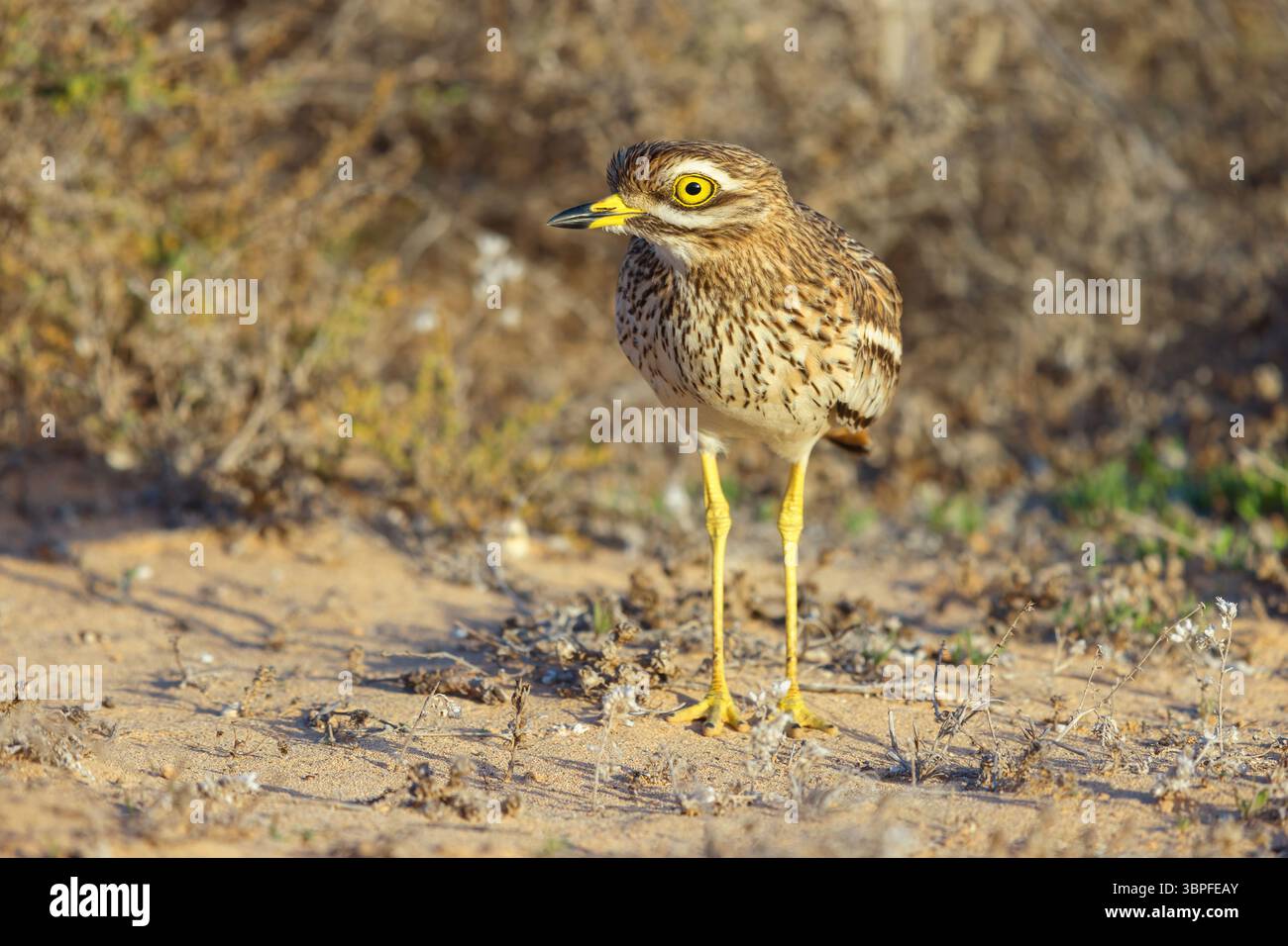Family of stone curlews hi-res stock photography and images - Alamy