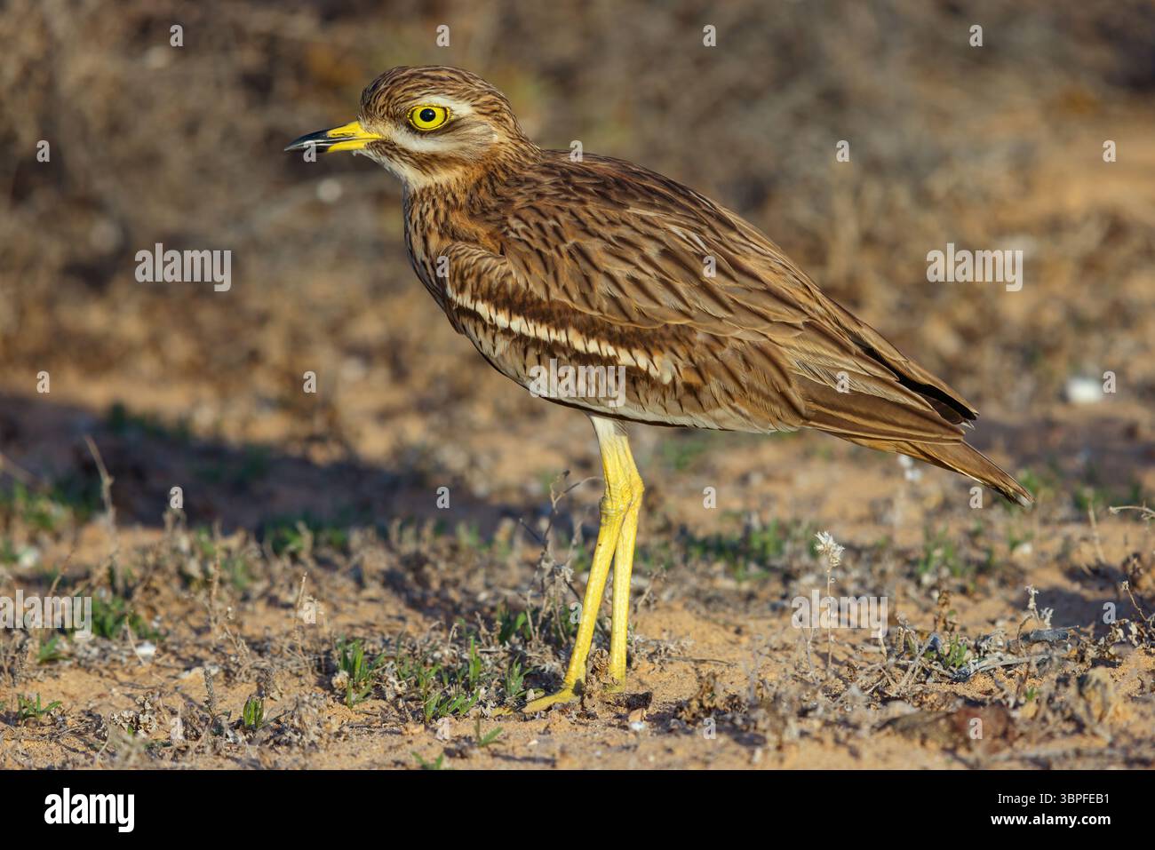 Stone curlew, animals, birds, Burhinus oedicnemus, biotope, habitat ...