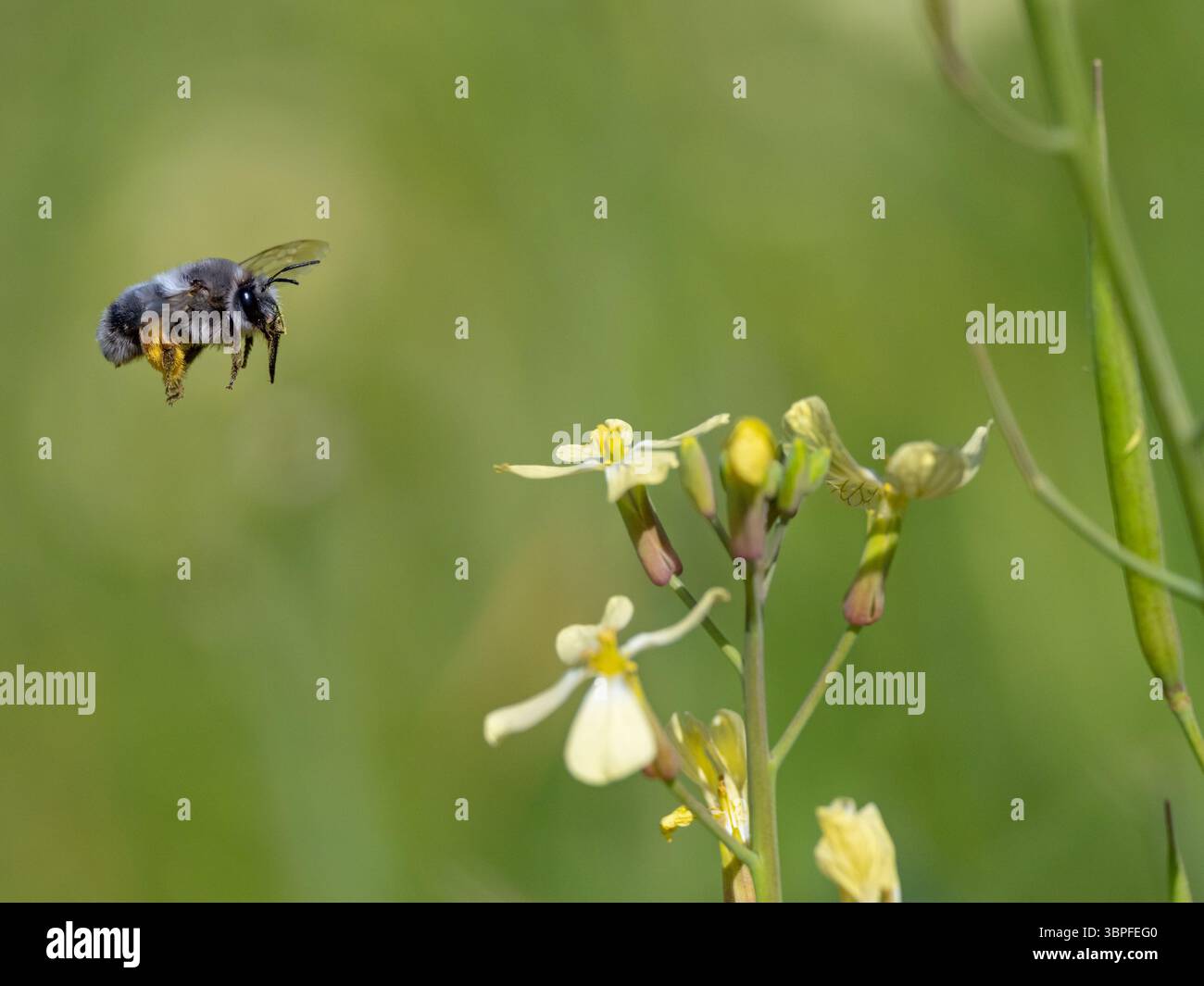 bumblebee, Bombus insect, animals, insects, bee family, aerial ...