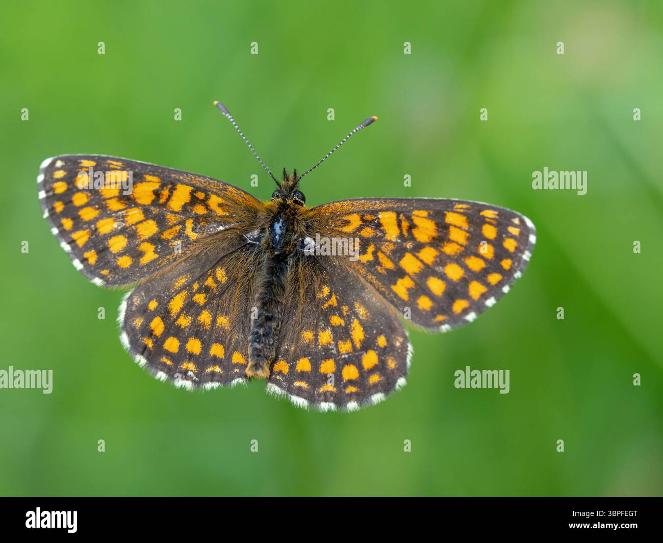 Corn Fritillary, Common Fritillary, Melitaea athalia, butterfly ...