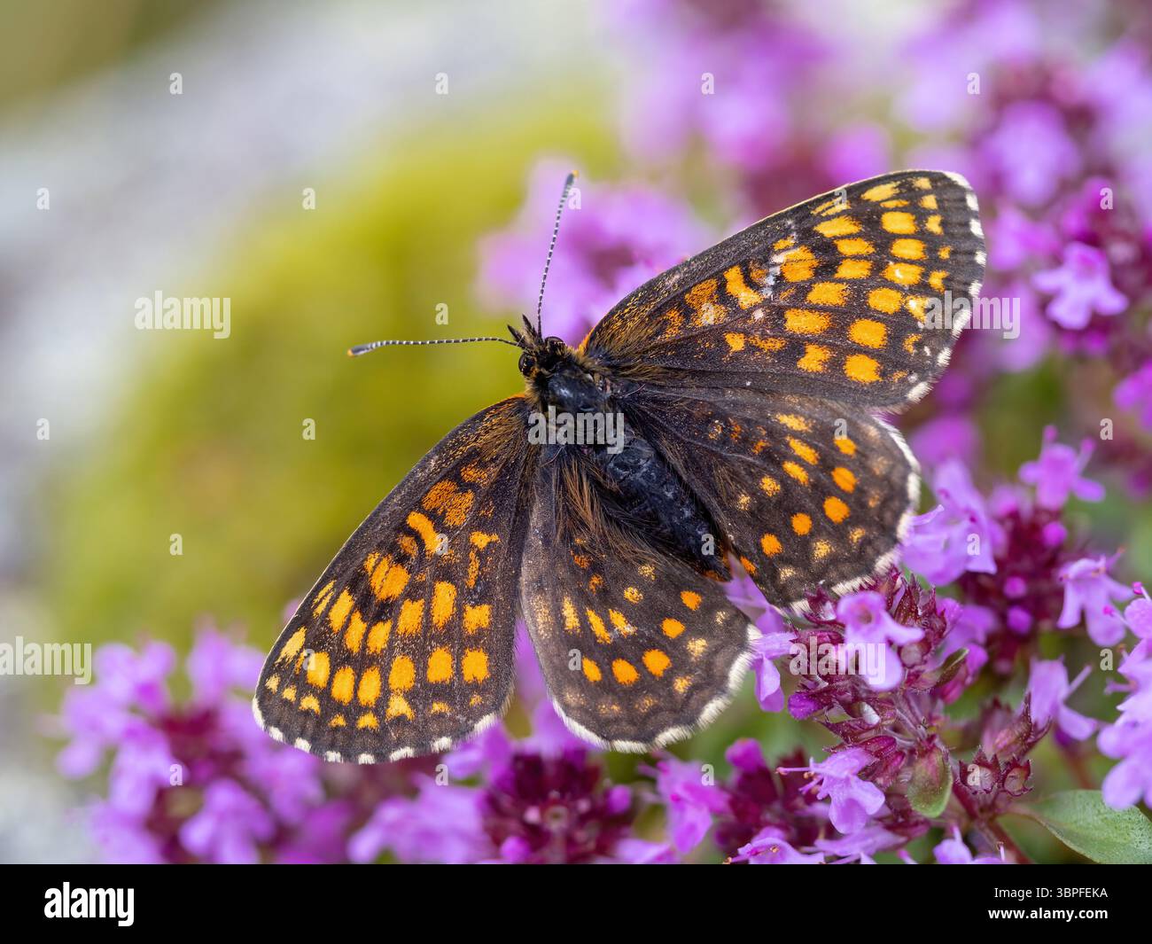 Corn Fritillary, Common Fritillary, Melitaea athalia, butterfly ...