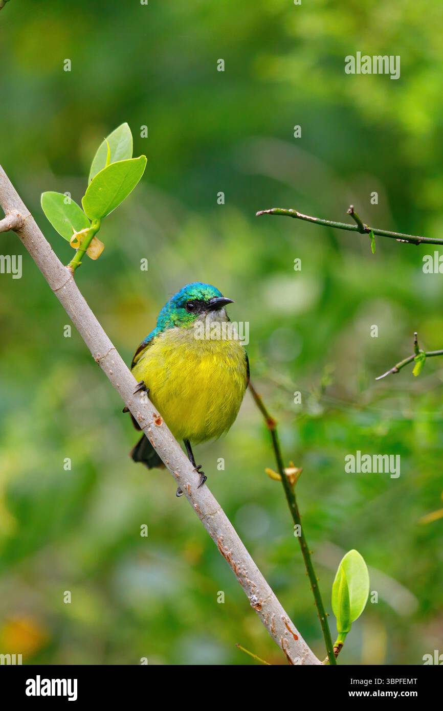 Forest Sunbird, Anthodiaeta collaris, Anthreptes collaris, animals ...