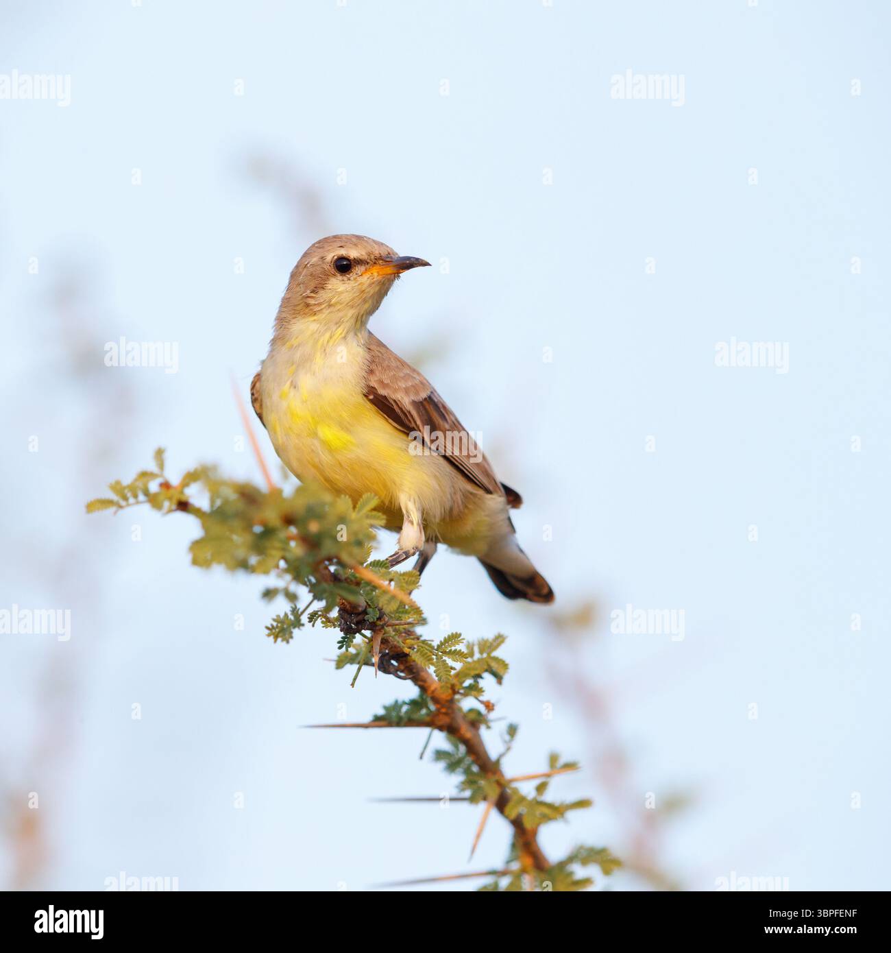 Metallic Sunbird, Anthodiaeta metallica, perching bird, honeysuckle ...