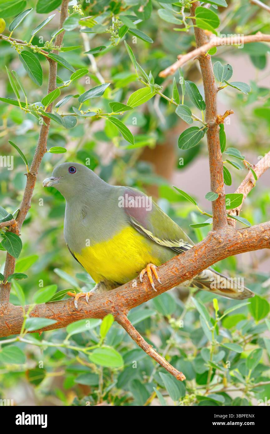 Waalia pigeon, Treron waalia, pigeon family, animals, birds, Middle ...