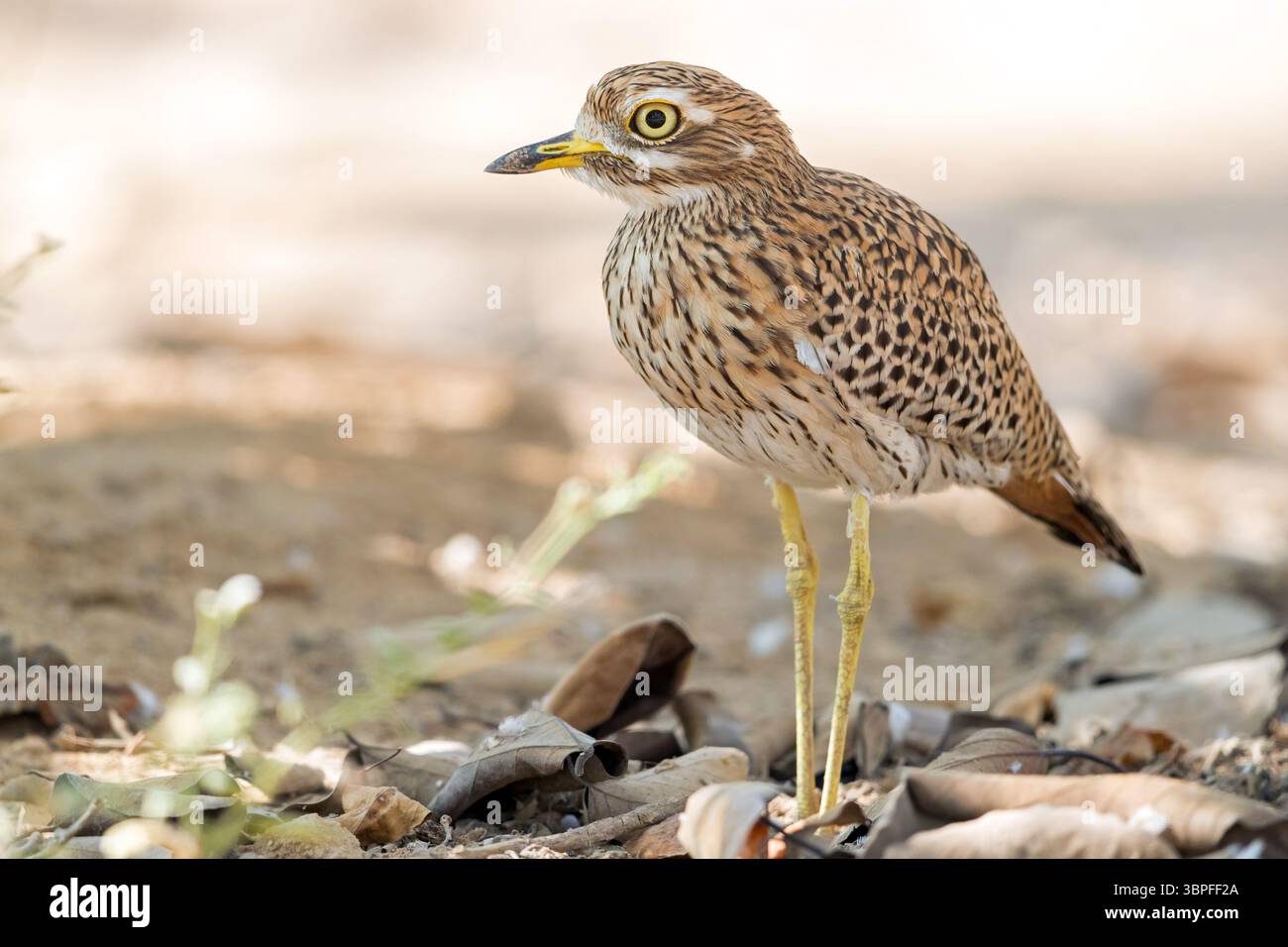 Animals, birds, Cape Triel, Burhinus capensis, biotope, habitat ...