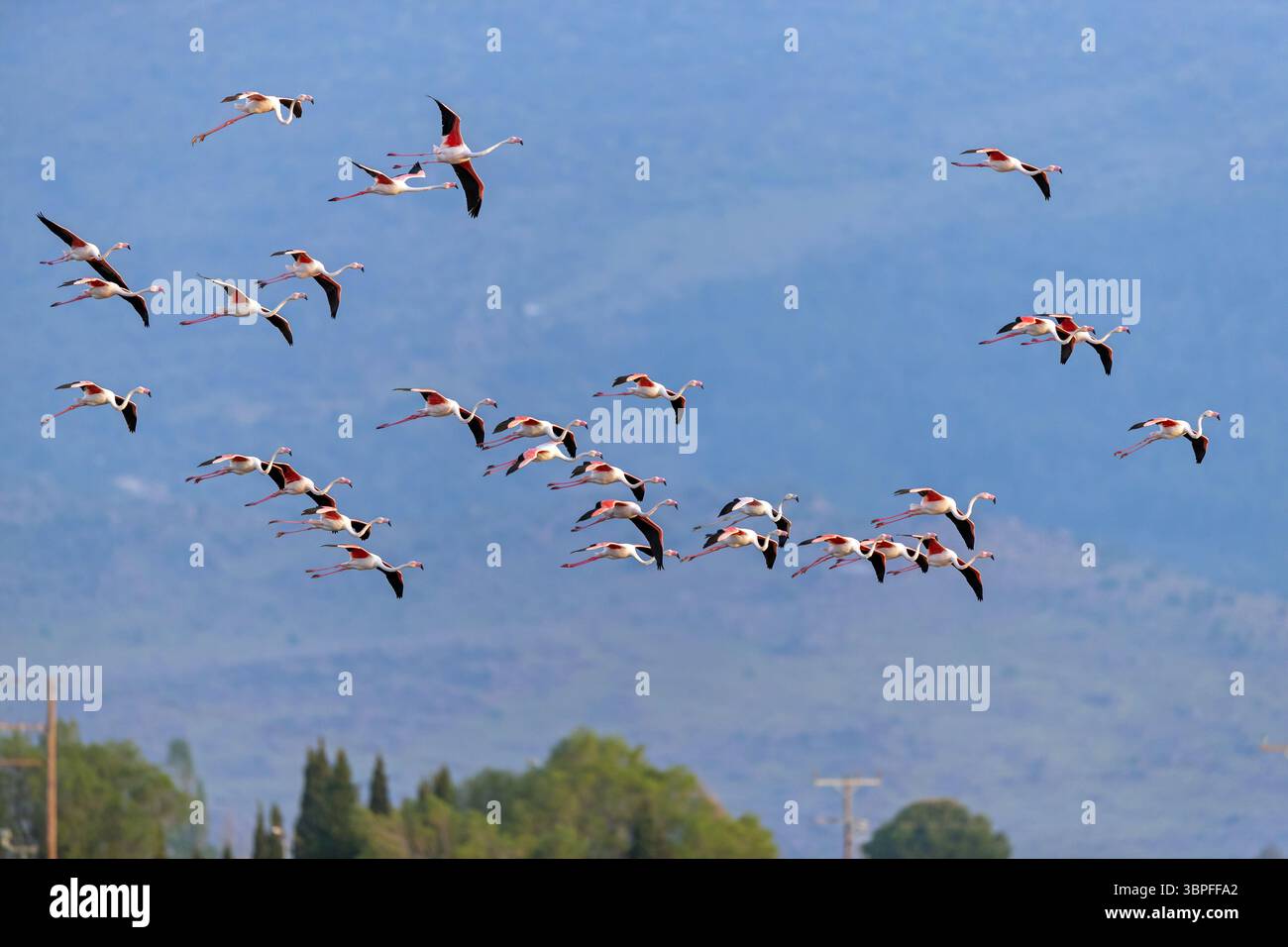 Greater Flamingo, Phoenicopterus ruber, Phoenicopterus roseus, animals ...