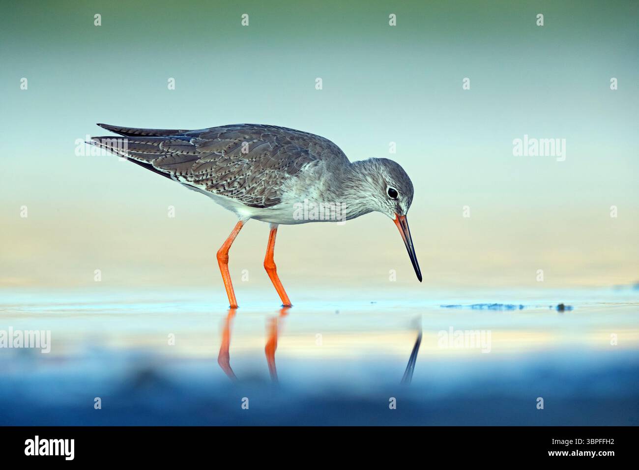 Redshank, Tringa totanus, animals, birds, family of snipe Stock Photo ...
