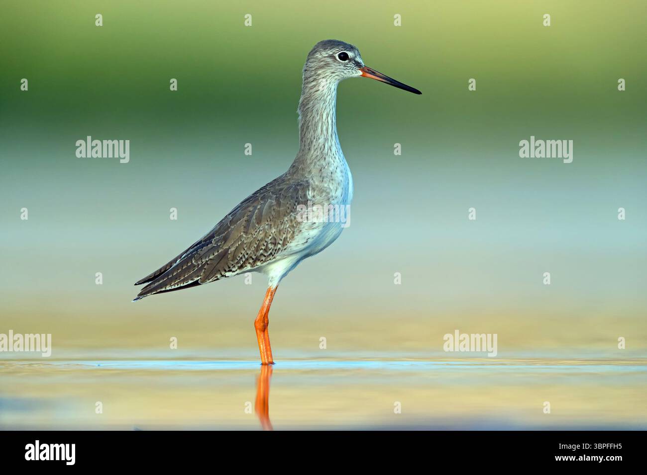 Redshank, Tringa totanus, animals, birds, family of snipe Stock Photo ...