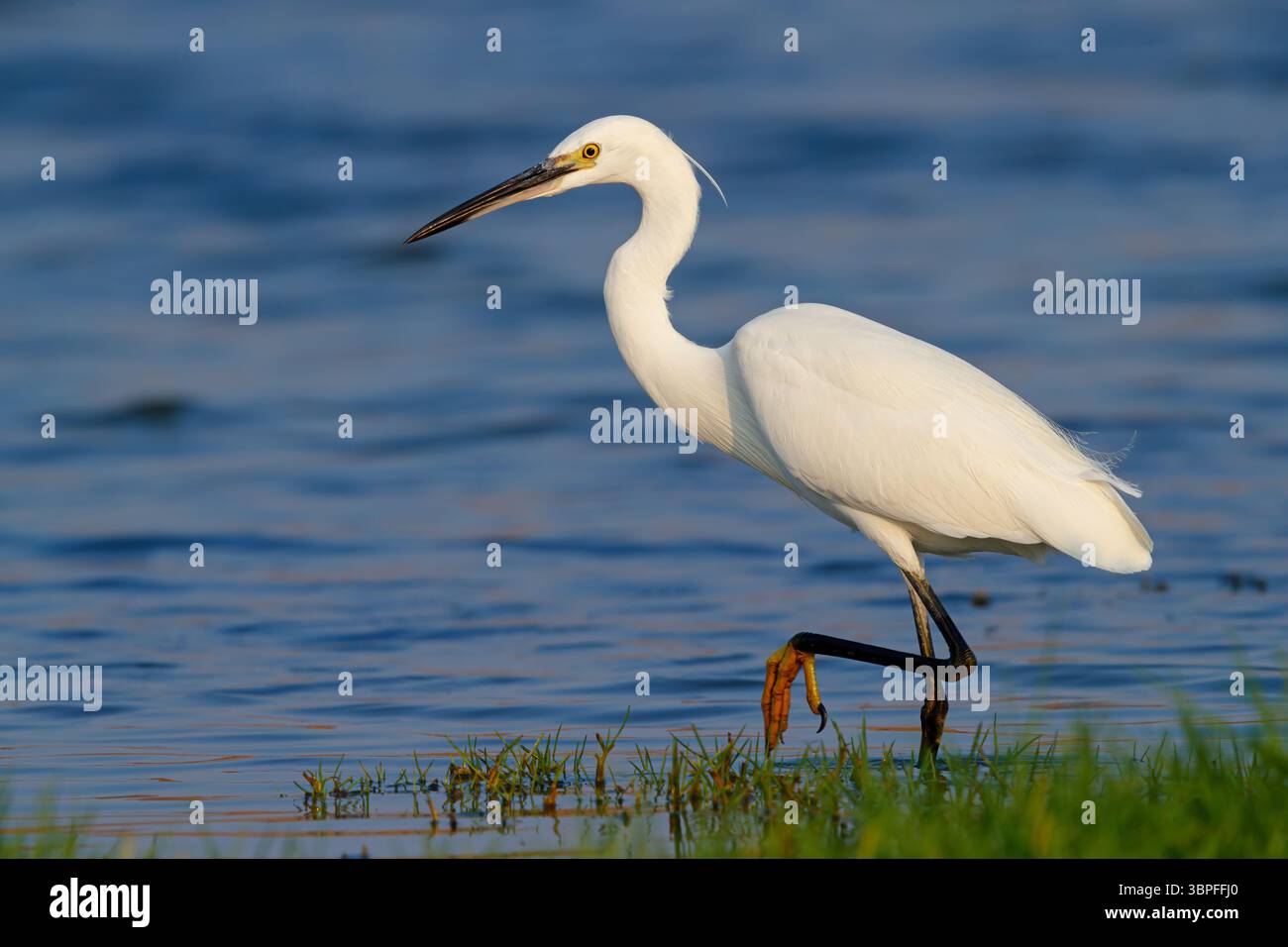 animals, birds, herons, little egrets, biotope, habitat, foraging ...