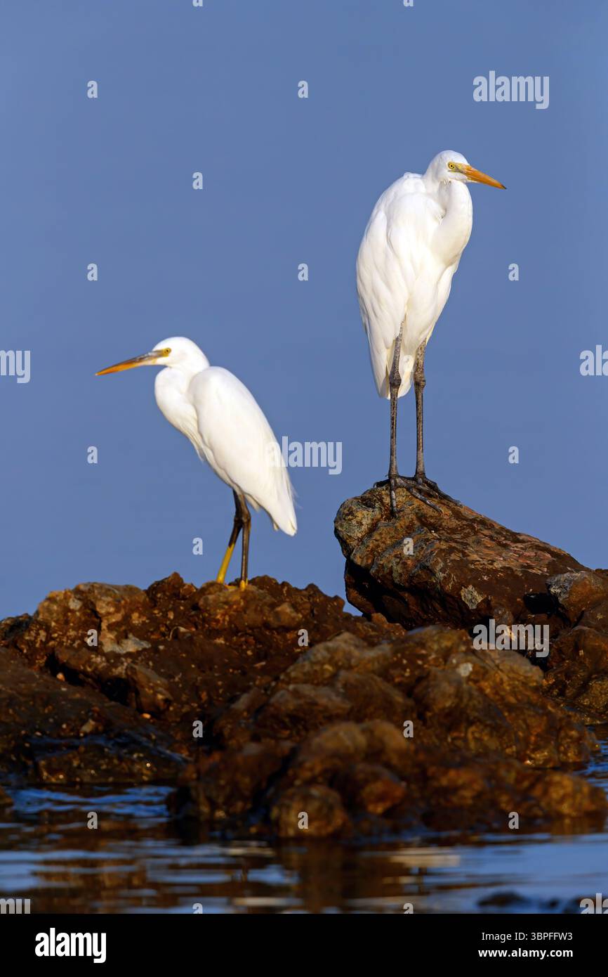 Great Egret, Egretta alba, Ardea alba, animals, birds, herons Stock ...