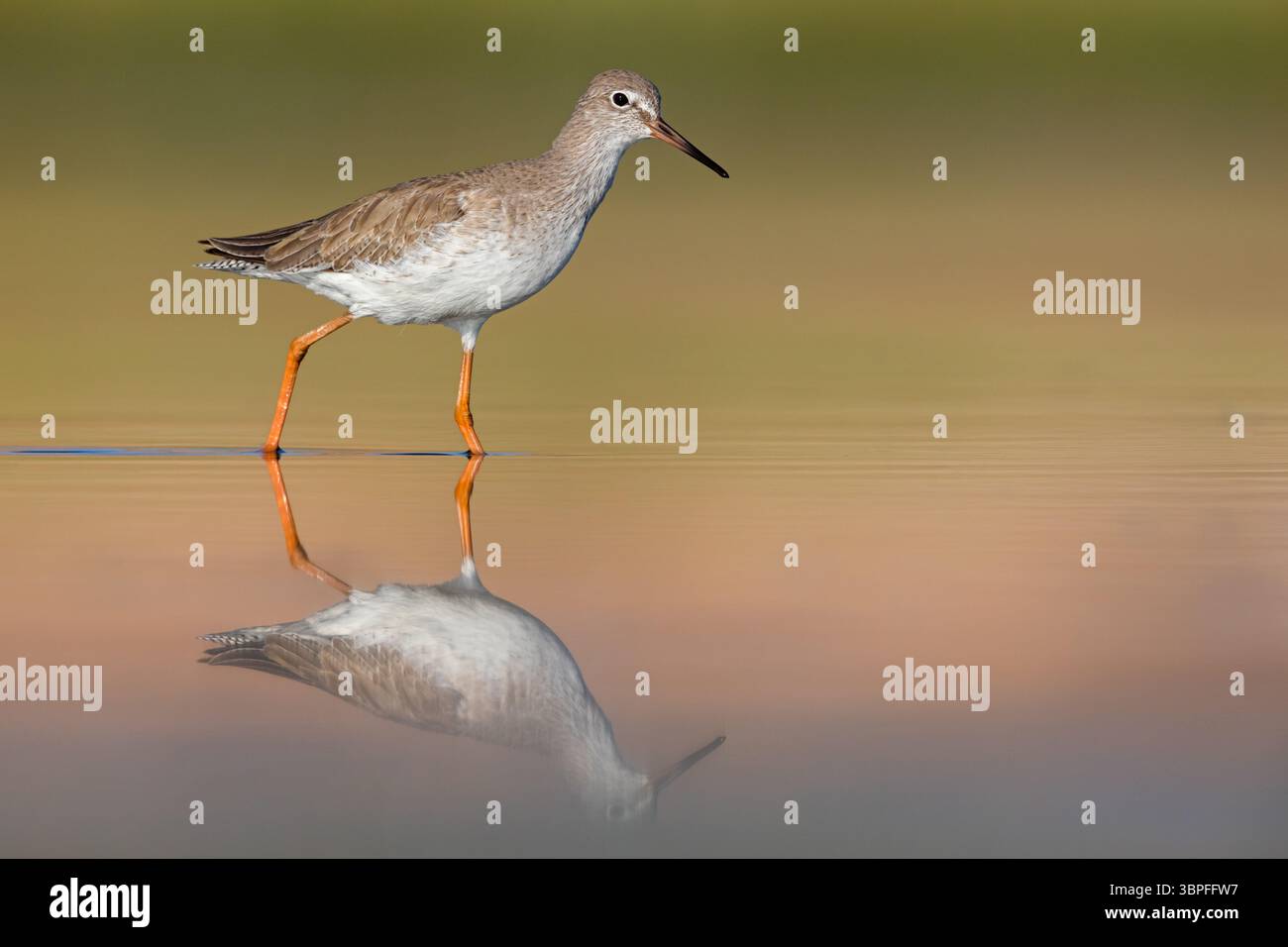 Redshank, Tringa totanus, animals, birds, family of snipe Stock Photo ...