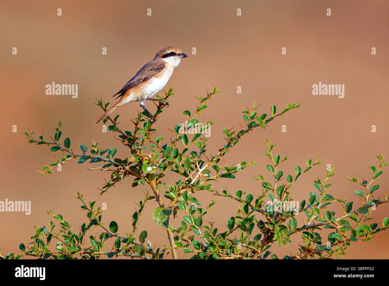 Red-tailed Shrike, Turkestan Shrike, Isabelline Shrike subspecies ...