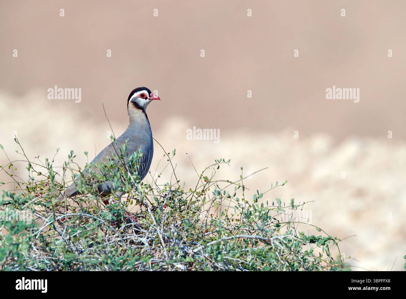 Black-headed Partridge, Alectoris melanocephala, chicken, chickens ...