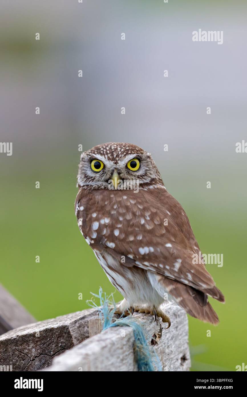 Little Owl, Athene noctua, perch, small owl, family of true owls ...