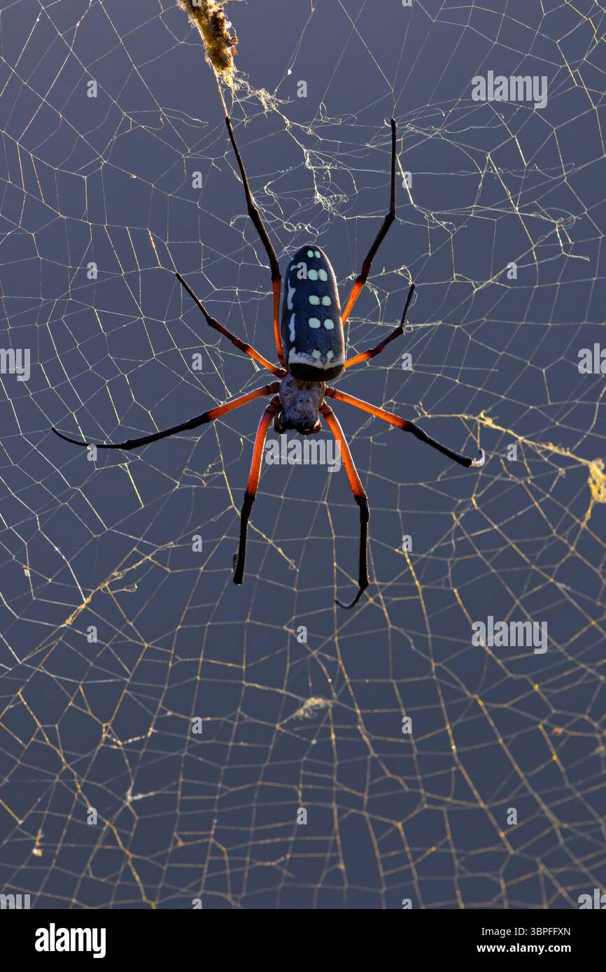 Spider, spiders, insect, insects, Nephila sumptuosa, silk spider, web ...