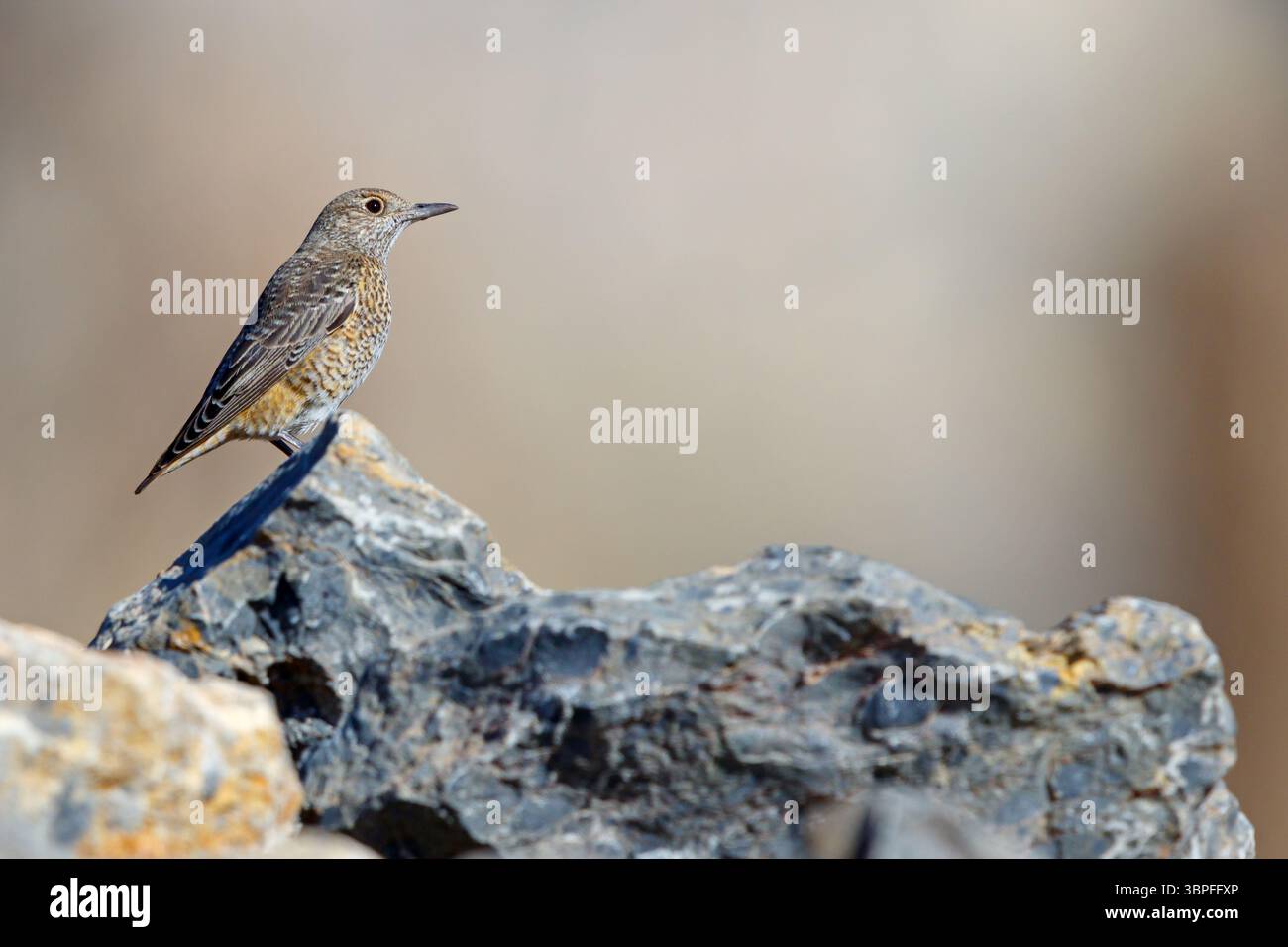 Rock Thrush, Monticola saxatilis, family of flycatchers, biotope ...