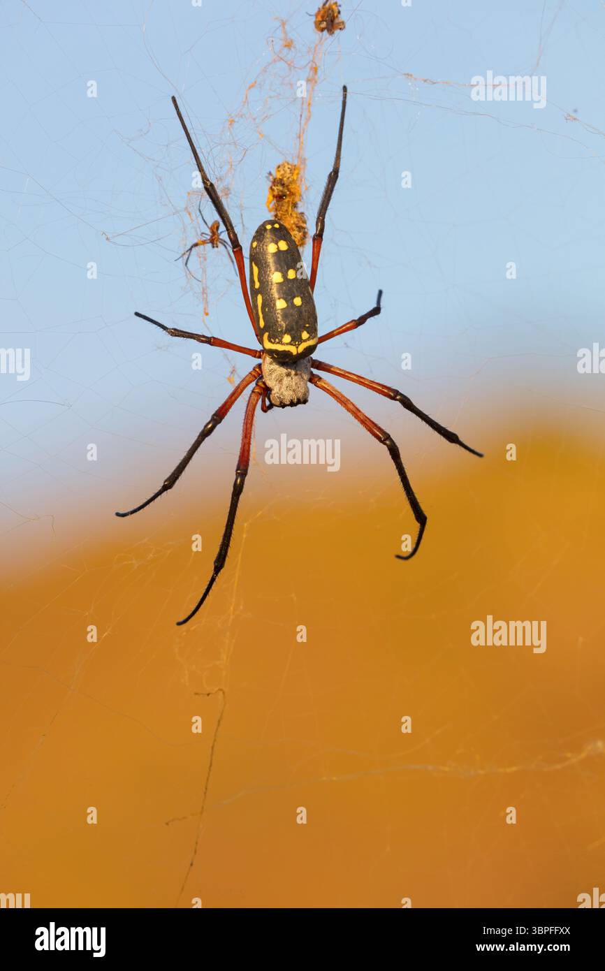 Spider, spiders, insect, insects, Nephila sumptuosa, silk spider, web ...