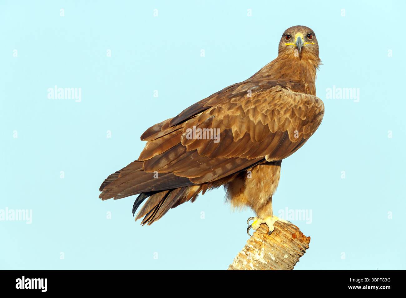 Steppe Eagle, Aquila nipalensis, animals, birds, family of true eagles ...