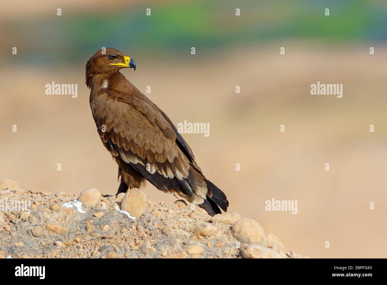 Steppe Eagle, Aquila nipalensis, animals, birds, family of true eagles ...