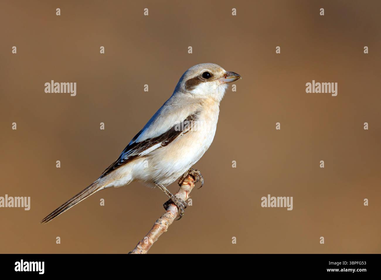 Animals, Birds, Steppe Grey Shrike, Great Grey Shrike, Steppe Grey ...