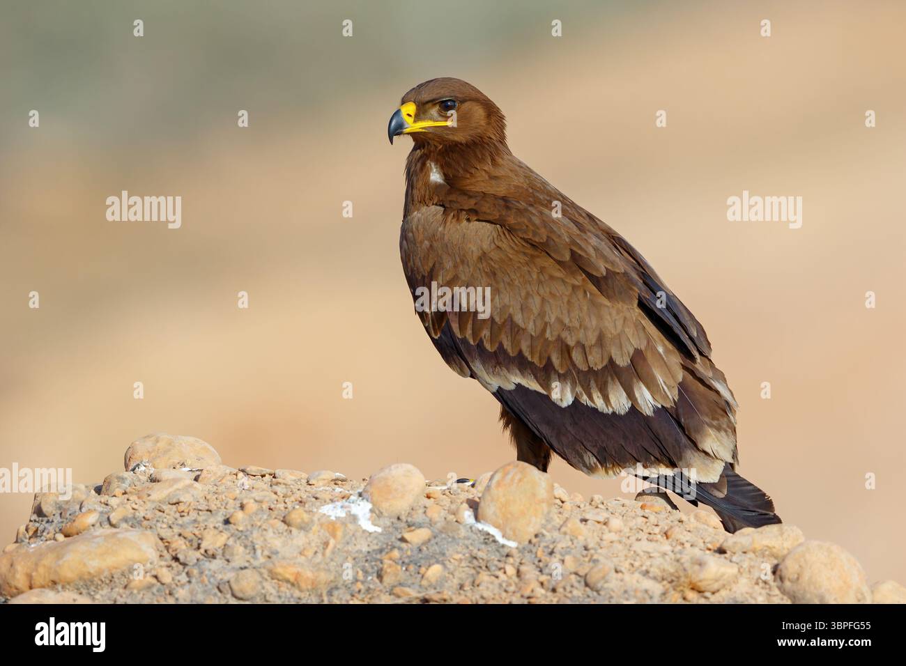 Steppe Eagle, Aquila nipalensis, animals, birds, family of true eagles, perch Stock Photo - Alamy