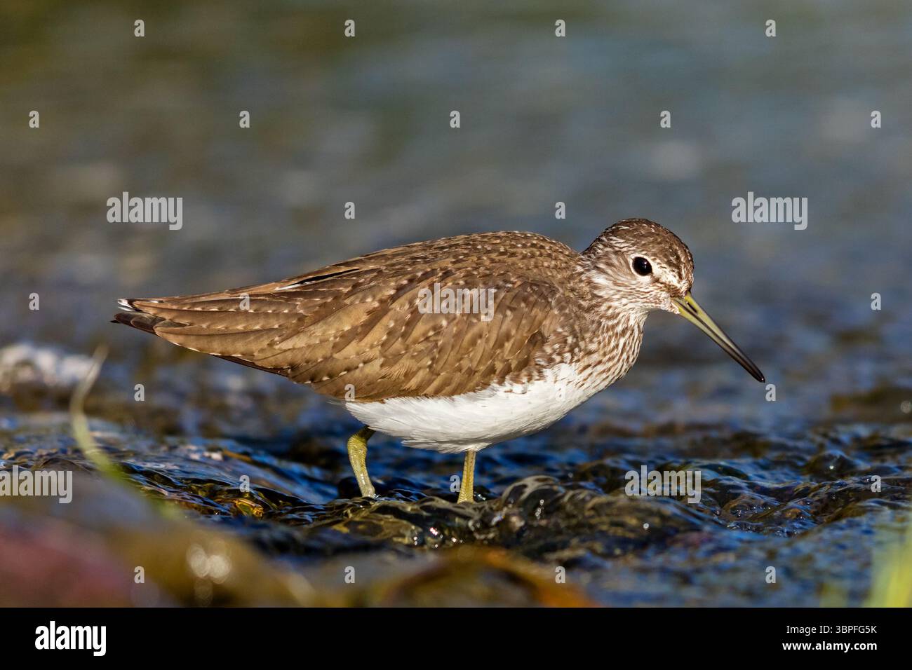 Green Sandpiper, Tringa ochropus, animals, birds, biotope, habitat ...