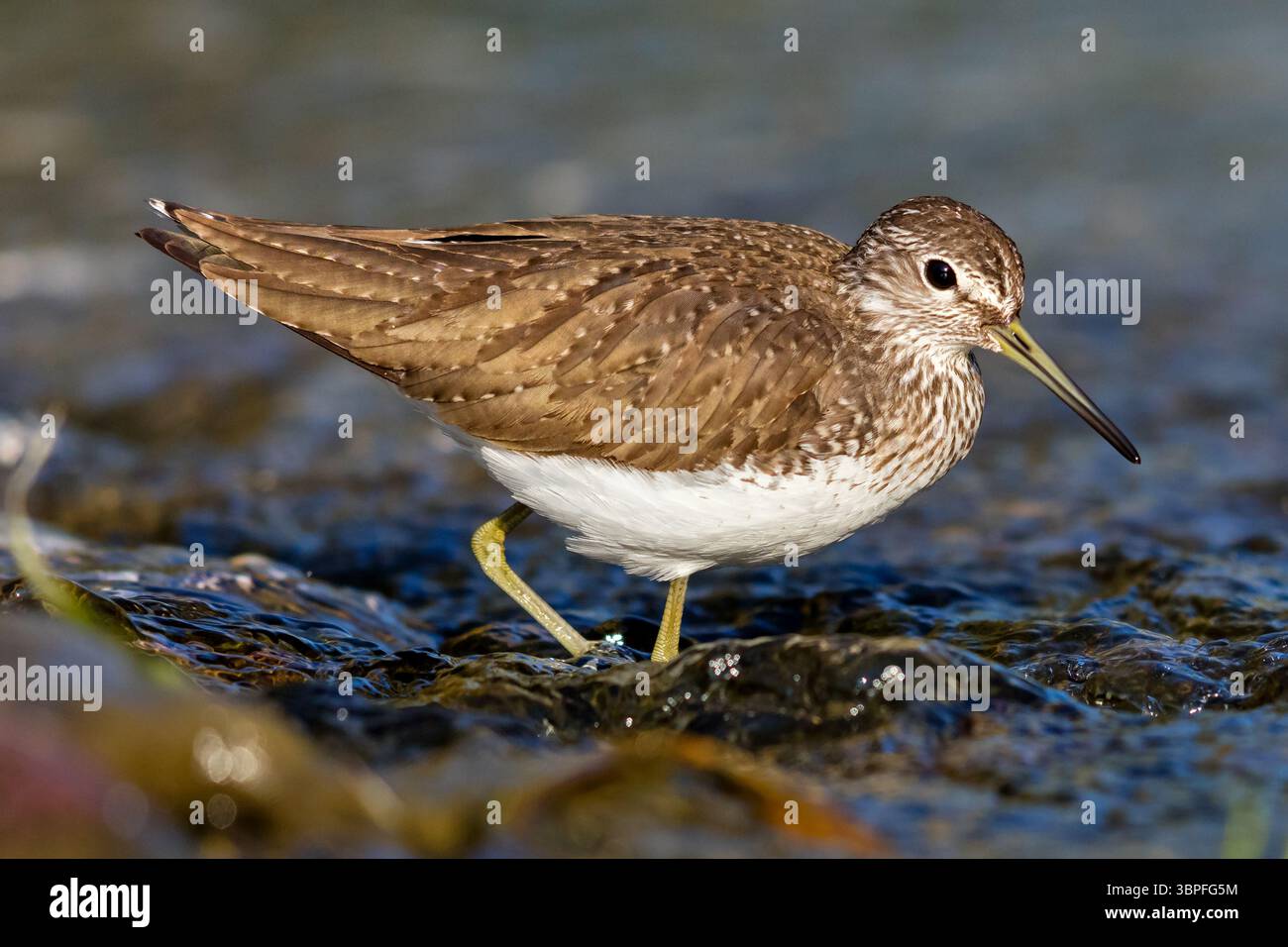 Green Sandpiper, Tringa ochropus, animals, birds, biotope, habitat ...