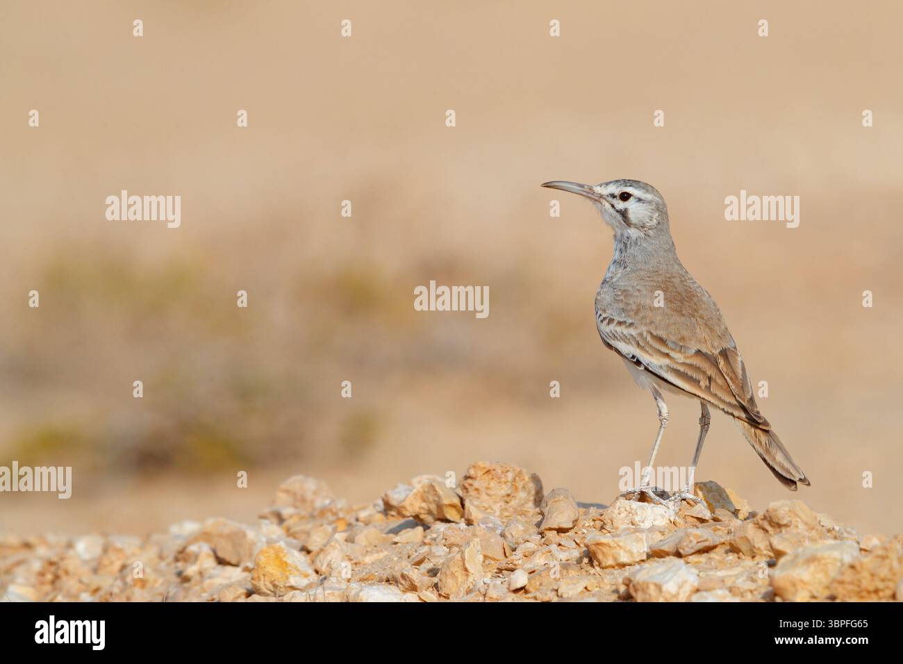 Desert Lark, Alaemon alaudipes, animals, birds, lark family, biotope ...