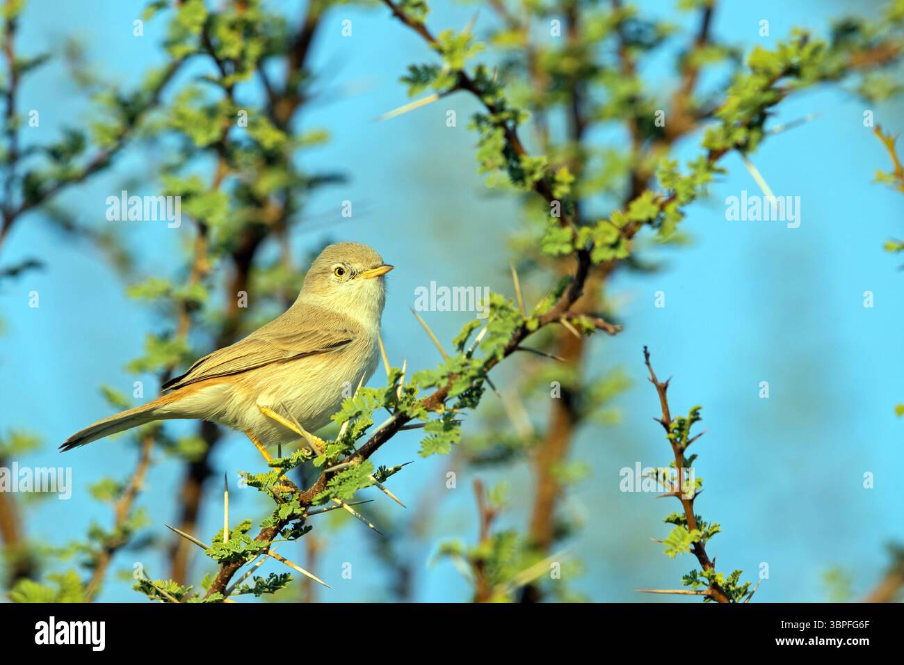 Desert Warbler, Sylvia nana deserti, animals, birds, biotope, habitat ...