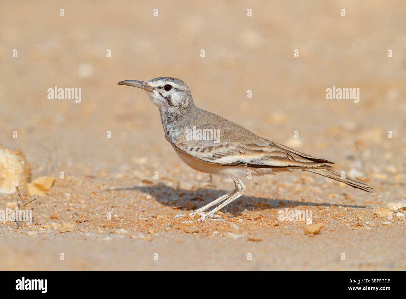 Desert Lark, Alaemon alaudipes, animals, birds, lark family, biotope ...
