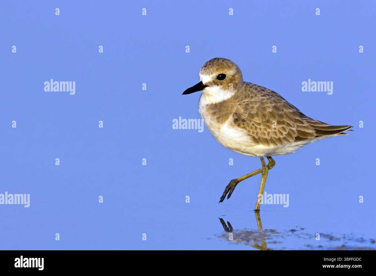 Desert Plover, Charadrius leschenaultii, animals, birds, biotope ...