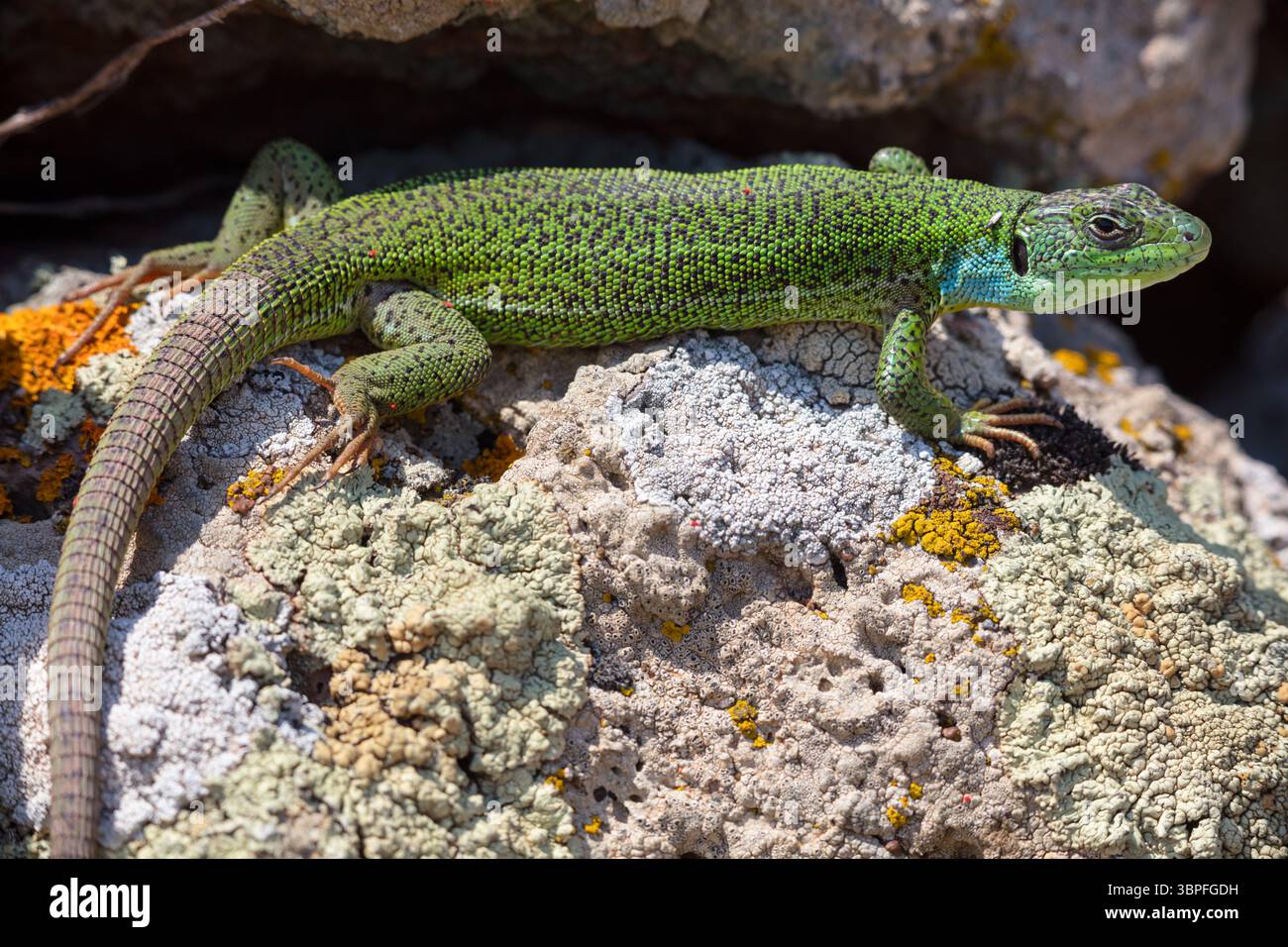 Giant green lizard, Western giant green lizard, Lacerta trilineata ...