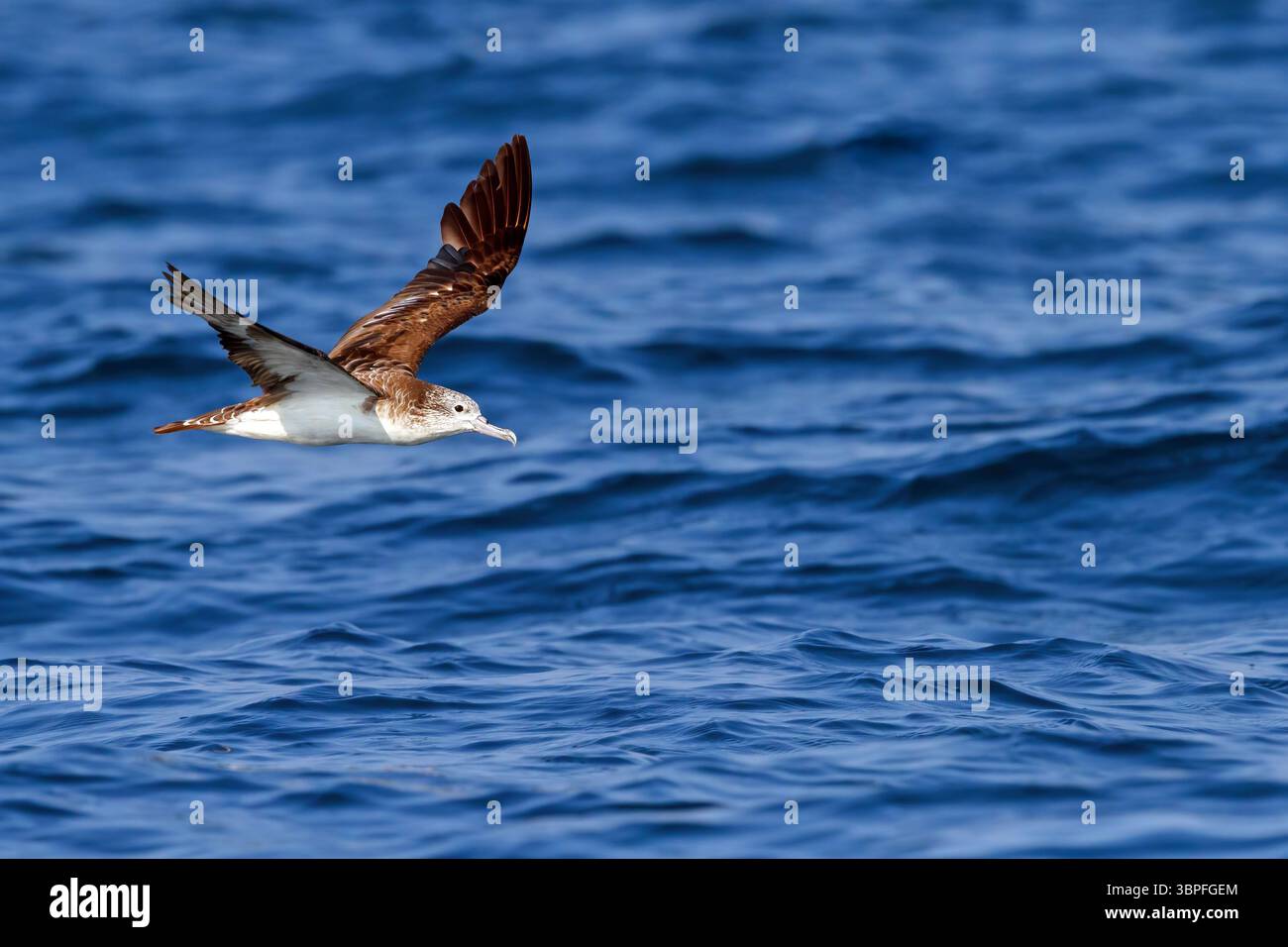 White-faced Shearwater, White-faced Shearwater, Calonectris leucomelas ...