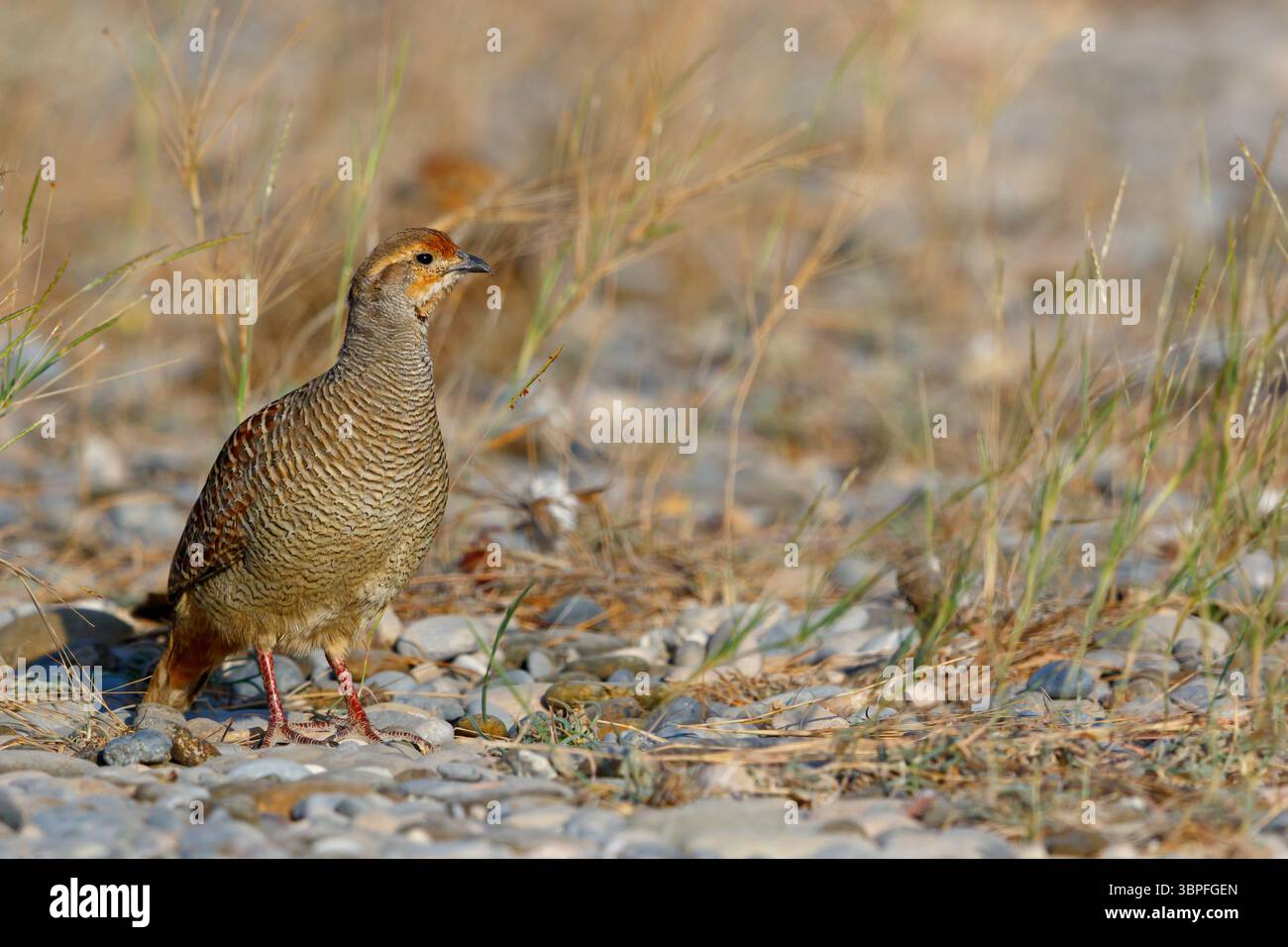 Quail francolin, Francolinus pondicerianus, Galliformes, Francolin ...
