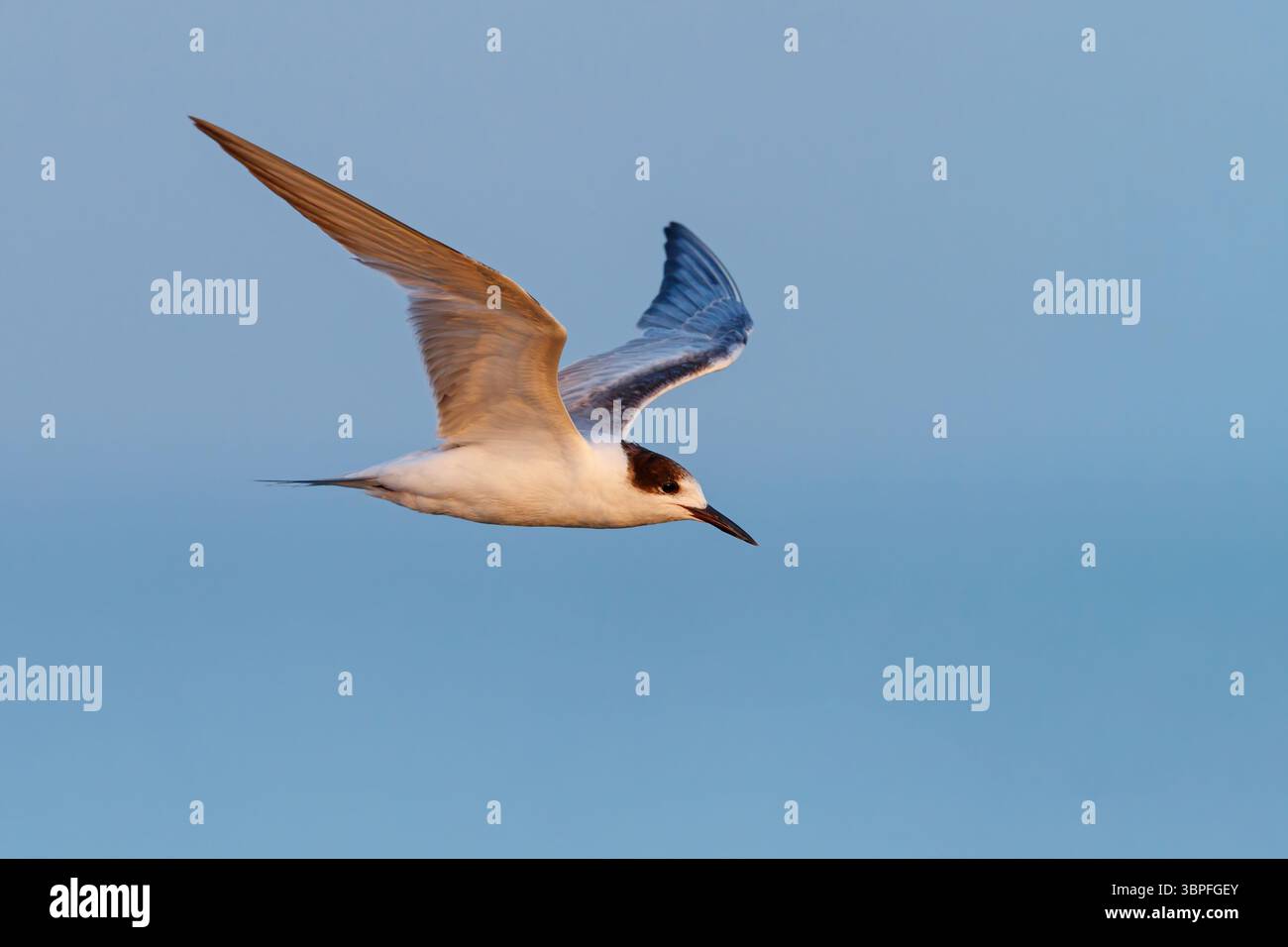 White-cheeked Tern, Sterna repressa, family of terns, animals, birds ...