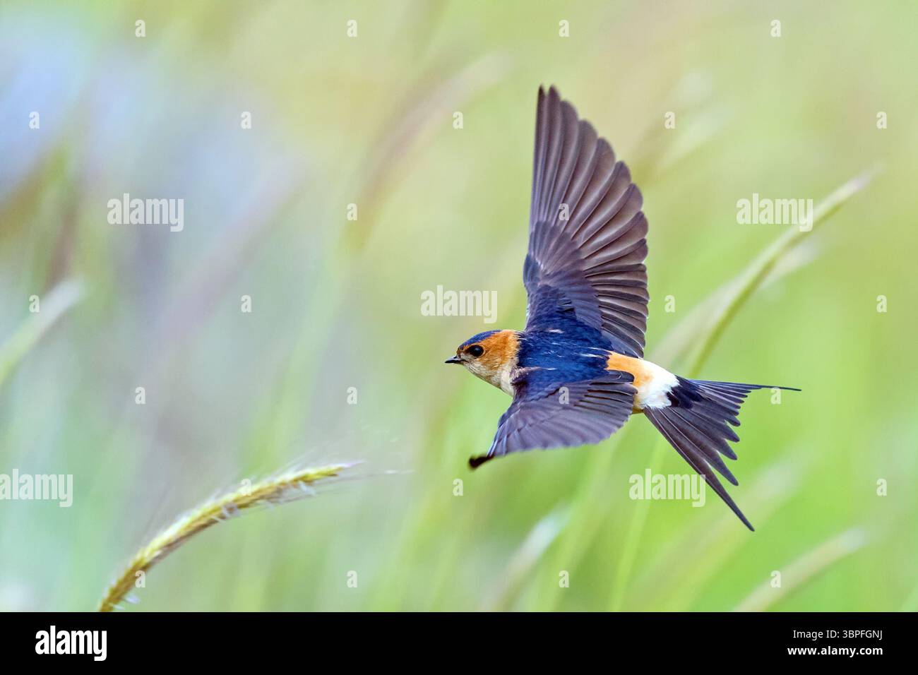 Red-rumped Swallow, Cecropis rufula, animals, bird, birds, swallow ...