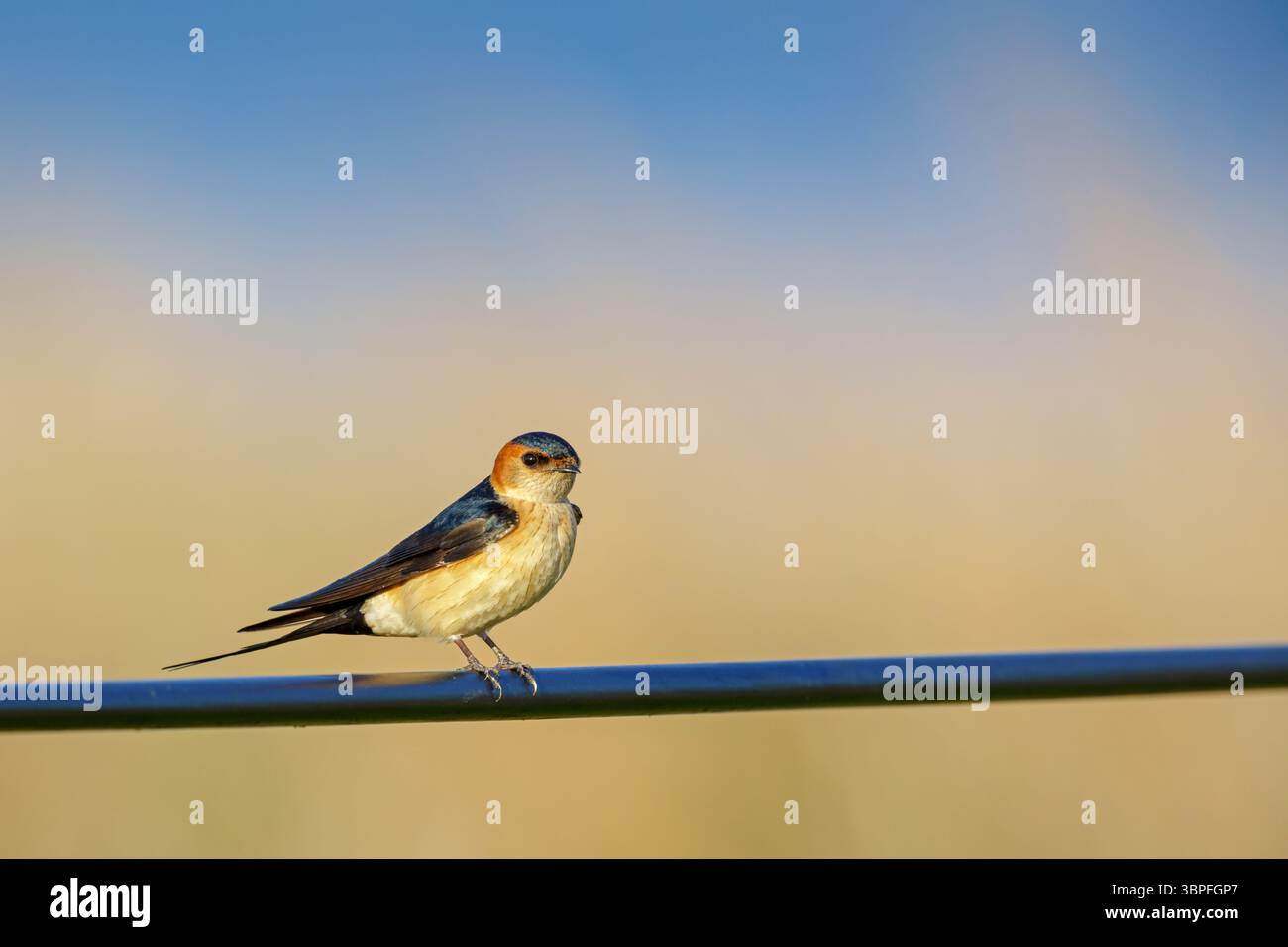 Red-rumped Swallow, Cecropis rufula, animals, bird, birds, swallow ...