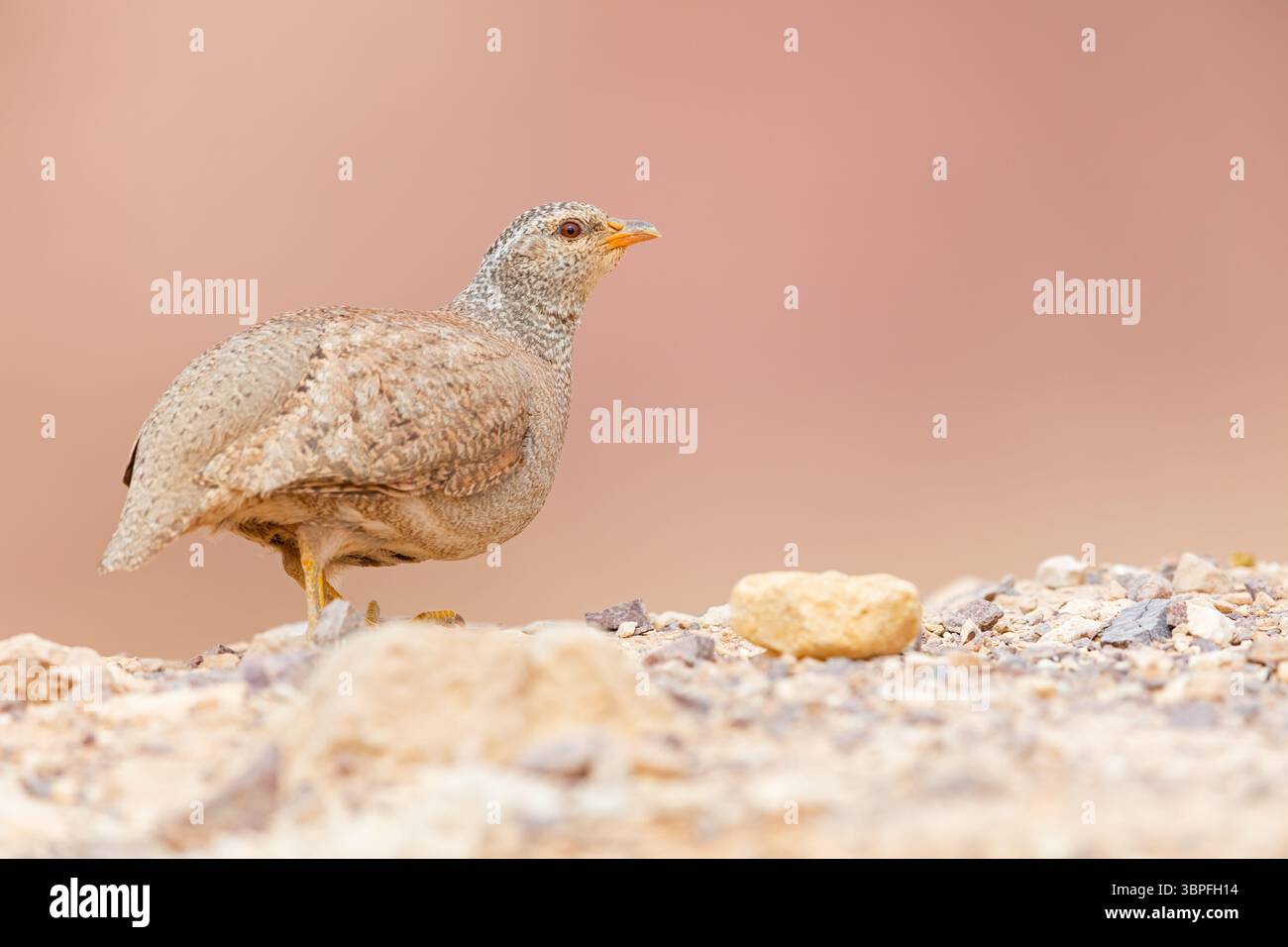 Arabian Desert Fowl, Ammoperdix heyi, animal, animals, bird, birds ...